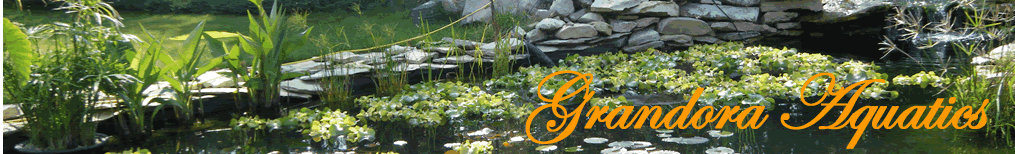 Oxygenating Plants Archives - Grandora Aquatics
