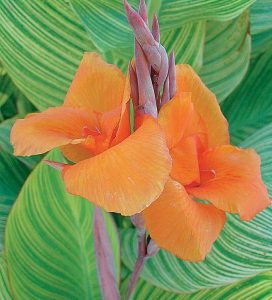 Canna, ‘Bengal Tiger’ - Grandora Aquatics