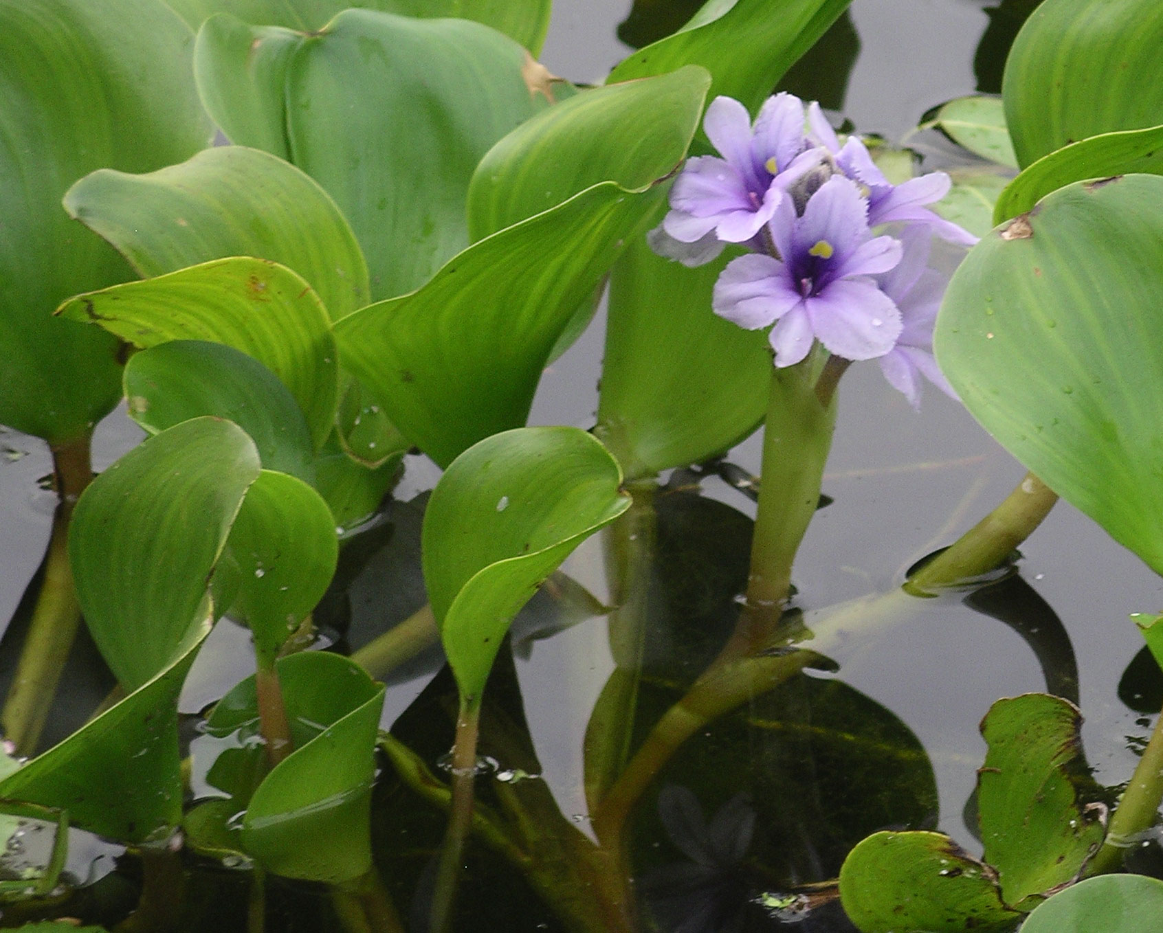 Catalogue - Grandora Aquatics