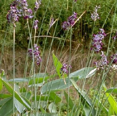 Hardy Shallow Water Plants Archives - Grandora Aquatics